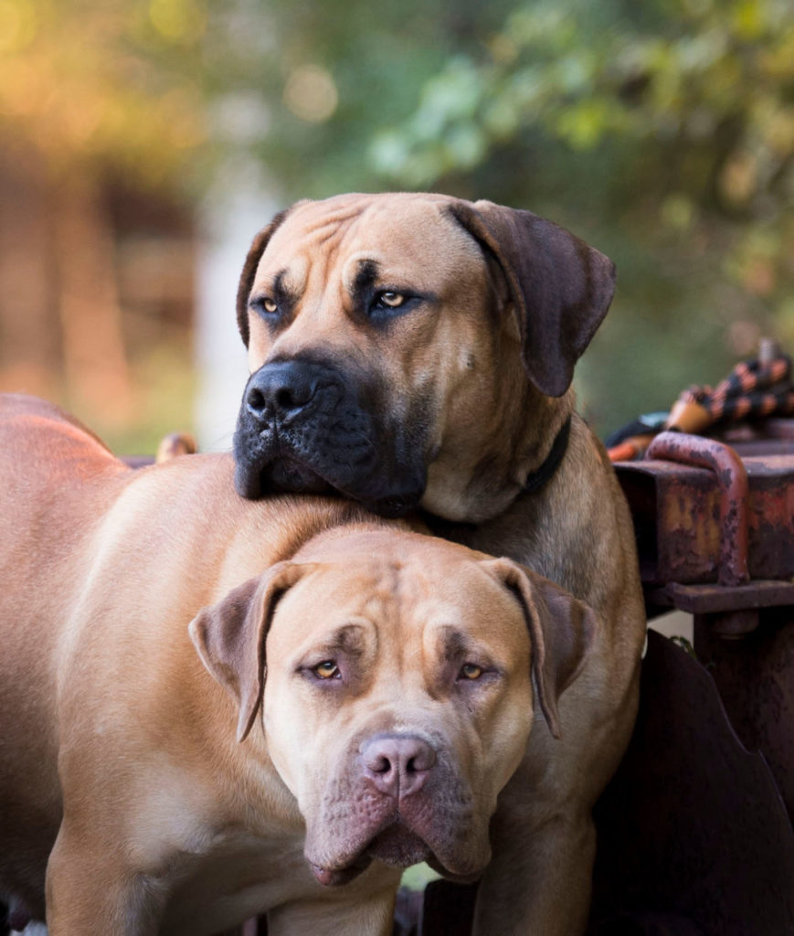 Integrity Boerboel Kennels | Authentic South African Boerboels