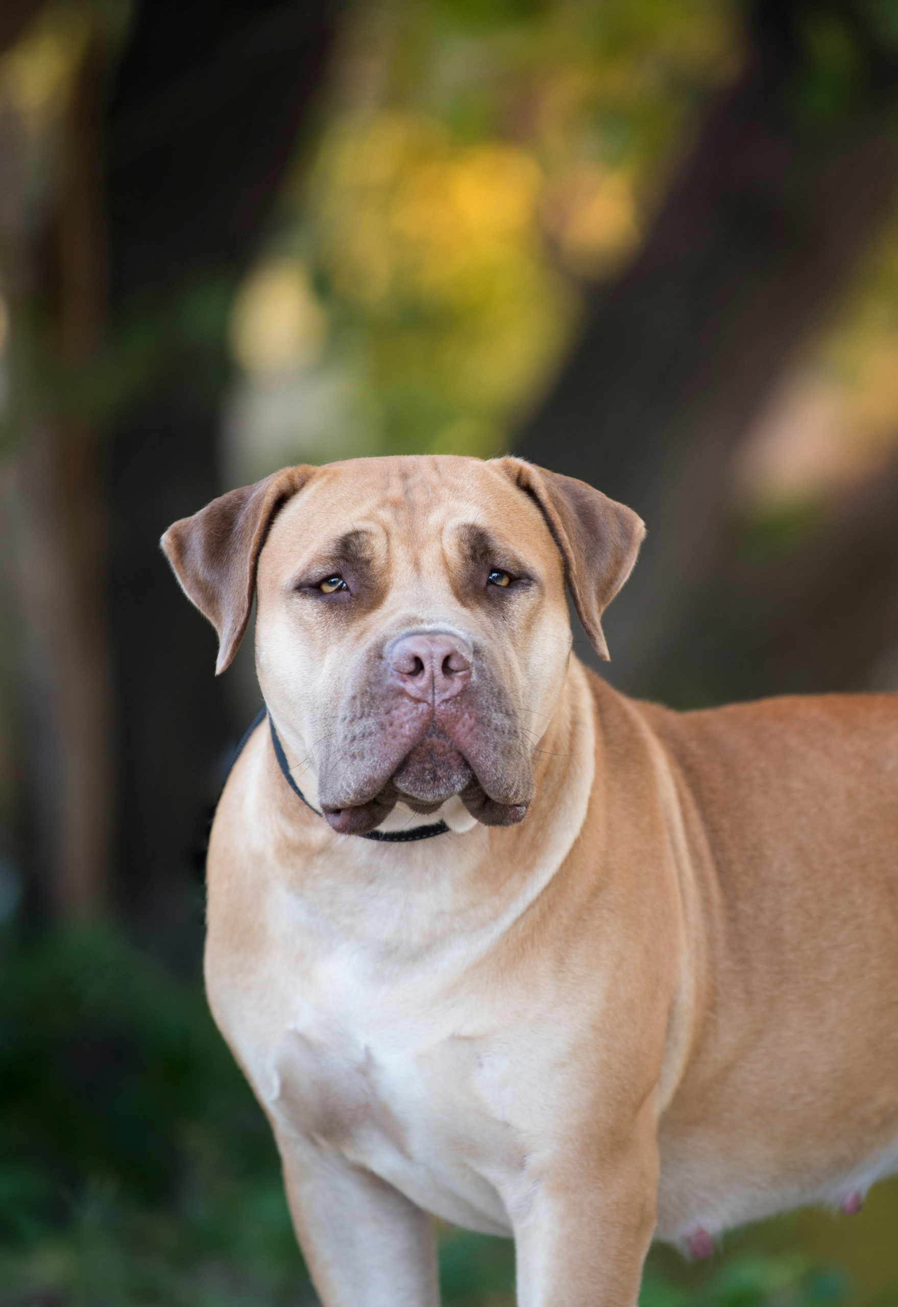 Our Boerboels