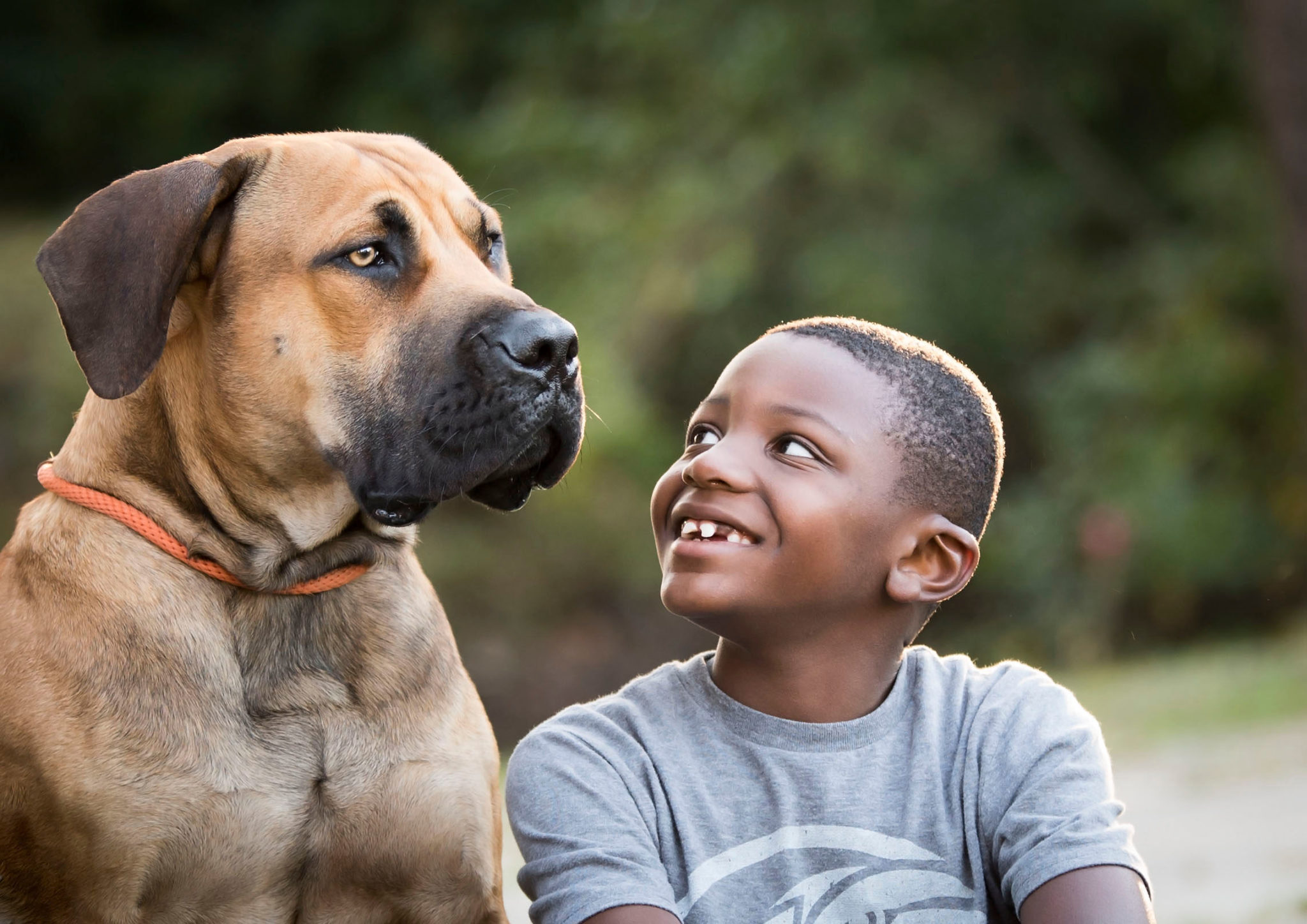 Integrity Boerboel Kennels | Authentic South African Boerboels